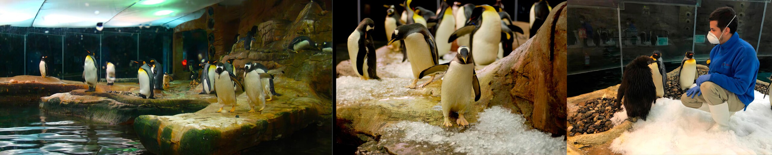 SELWOMARINA - DAVID THEMING WORKS - ENG