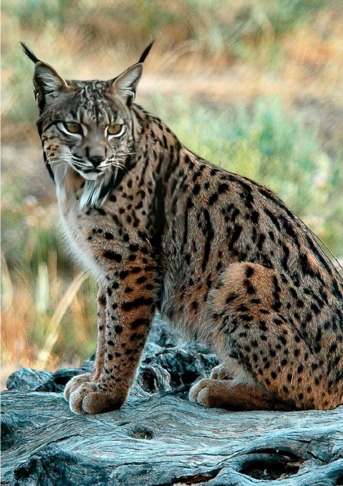 LINCE IBERICO - DAVID THEMING WORKS - ENG