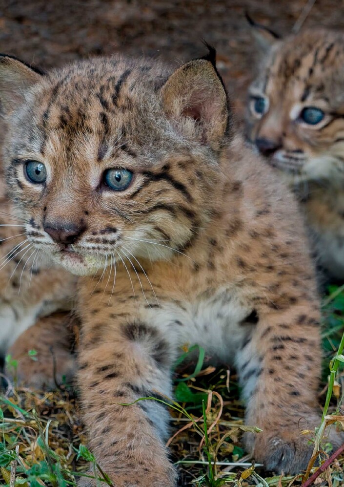 LINCE IBERICO - DAVID THEMING WORKS - ENG